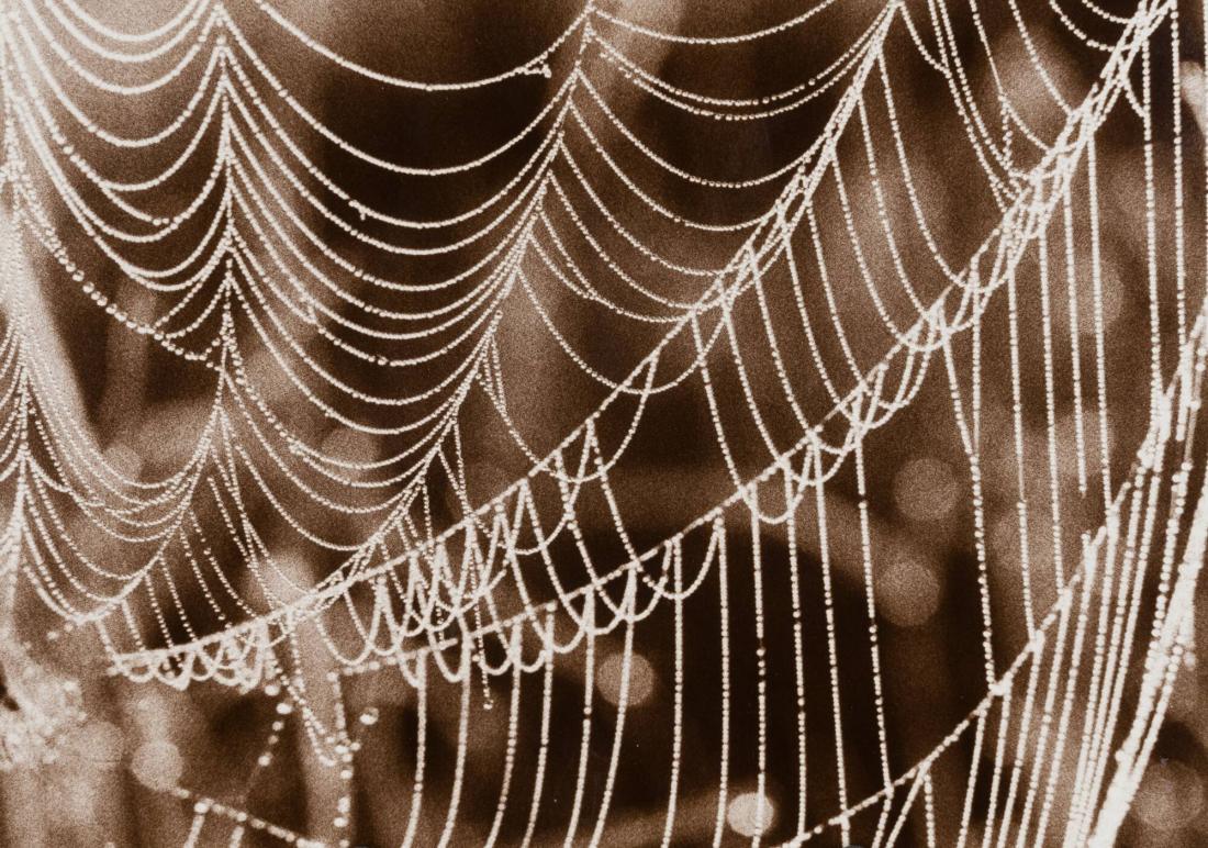 Spindelnät – All Artworks – Moderna Museet