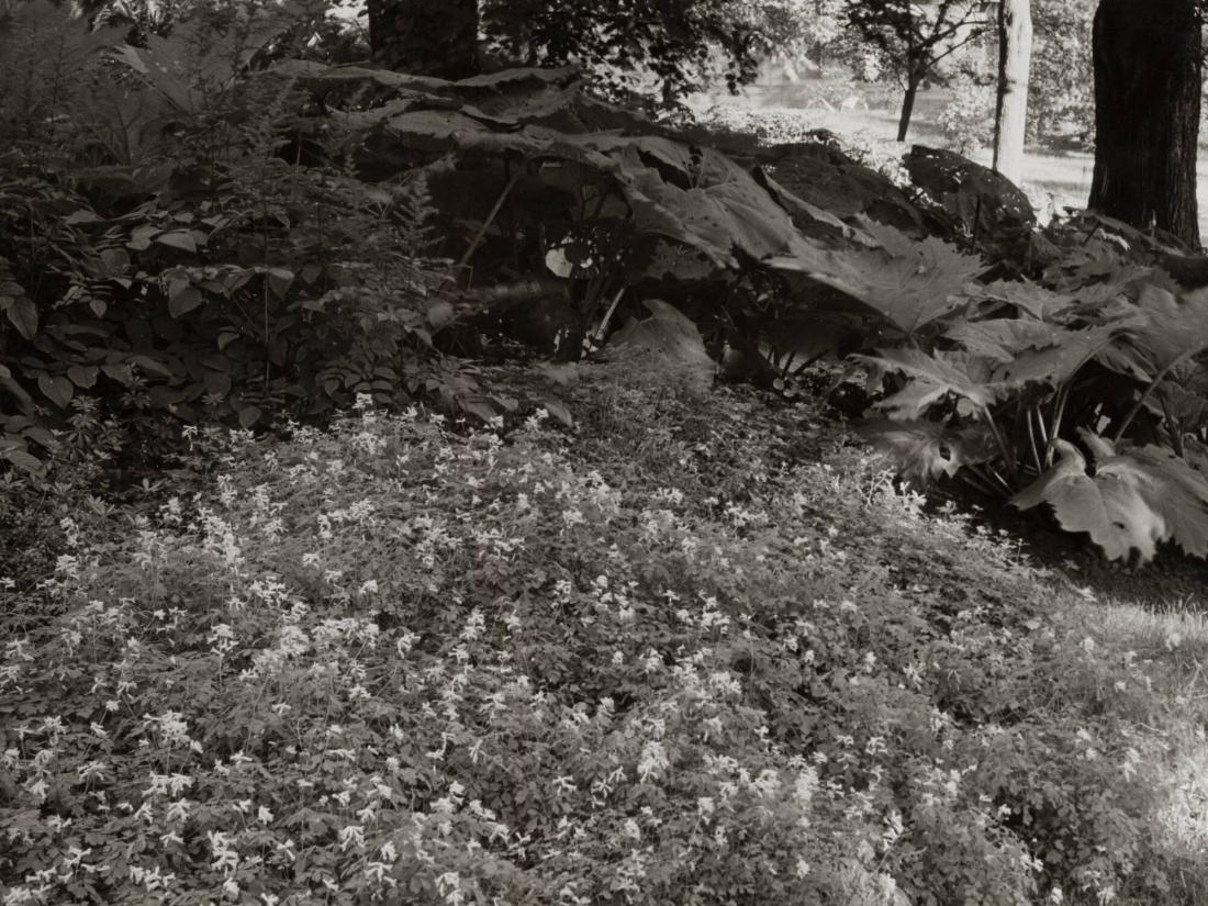 Humlegården, Stockholm, Skuggväxter – All Artworks – Moderna Museet