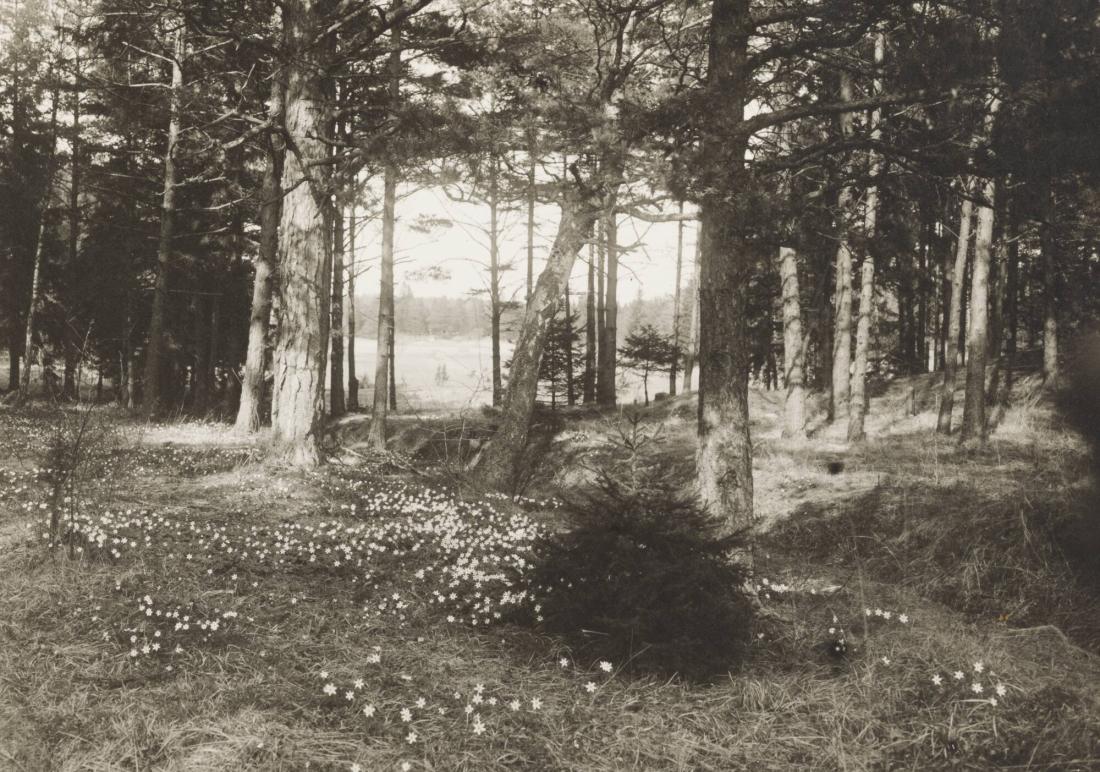 Vårbild från Djursholms skogstrakter – All Artworks – Moderna Museet