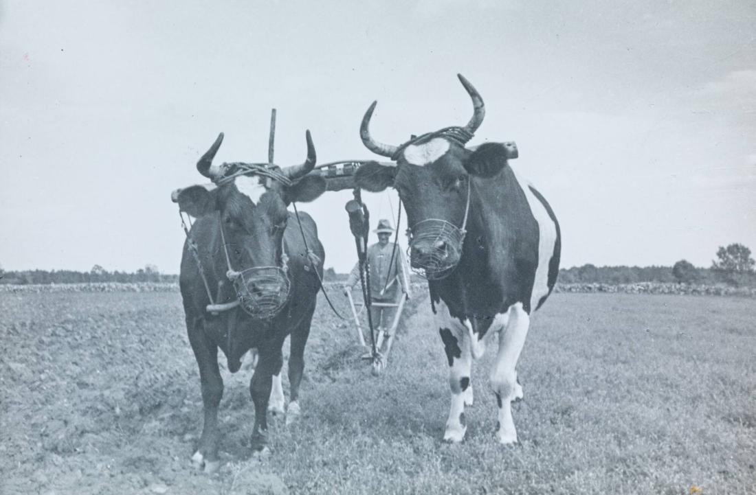 Plöjning med oxar i mellersta Öland – All Artworks – Moderna Museet