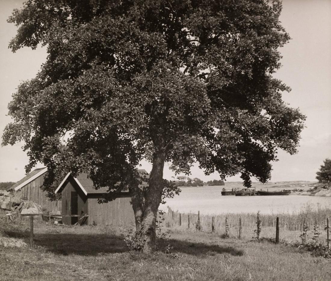 Det gamla oxelträdet, Rödlöga – All Artworks – Moderna Museet